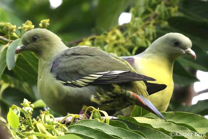 L’oiseau Treron griveaudi endémique de Mohéli est menacé d’extinction